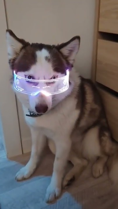 ТГК Мое собачье дело Youtube