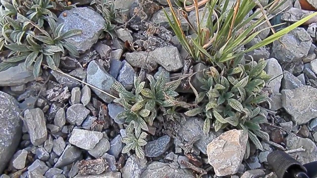 Silver-leaved Scorpion weed along the Snowshoe trail in Waterton. - YouTube