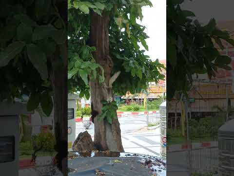 THAO SURANAREE  YA MO MEYDANI'NDAKI SINCAP