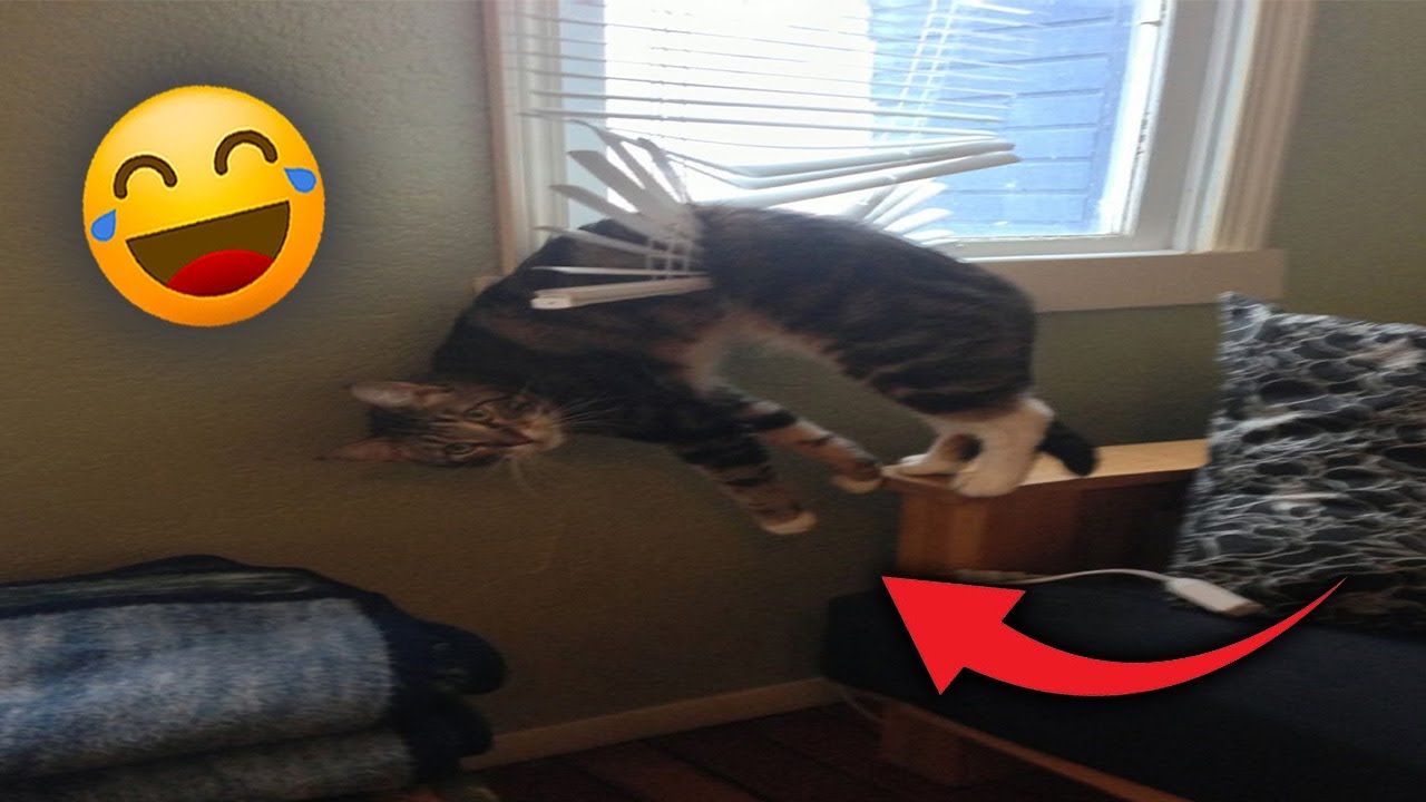 Weird Pets Video!🤣 - Funny Dogs and Cats Compilation😇 #20 - YouTube