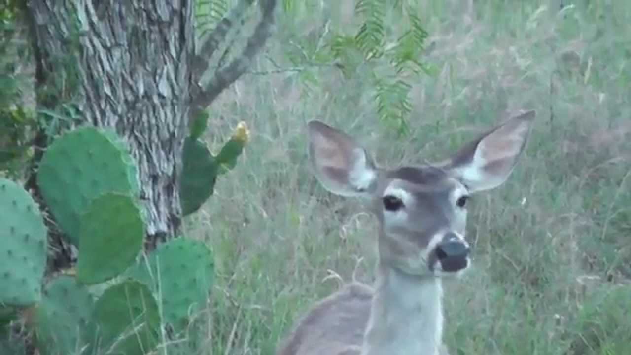Tribute To Deer Hunting - What PETA does not see - YouTube