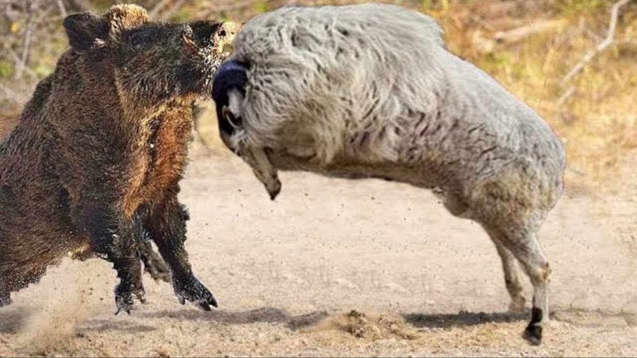 Un Carnero Furioso Noquea A Un Jabalí… ¡10 Locas Peleas De Animales ...