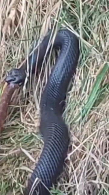 Red-Bellied-Black-Snake-EATING-a-Tiger-#animals #snakeresque # ...