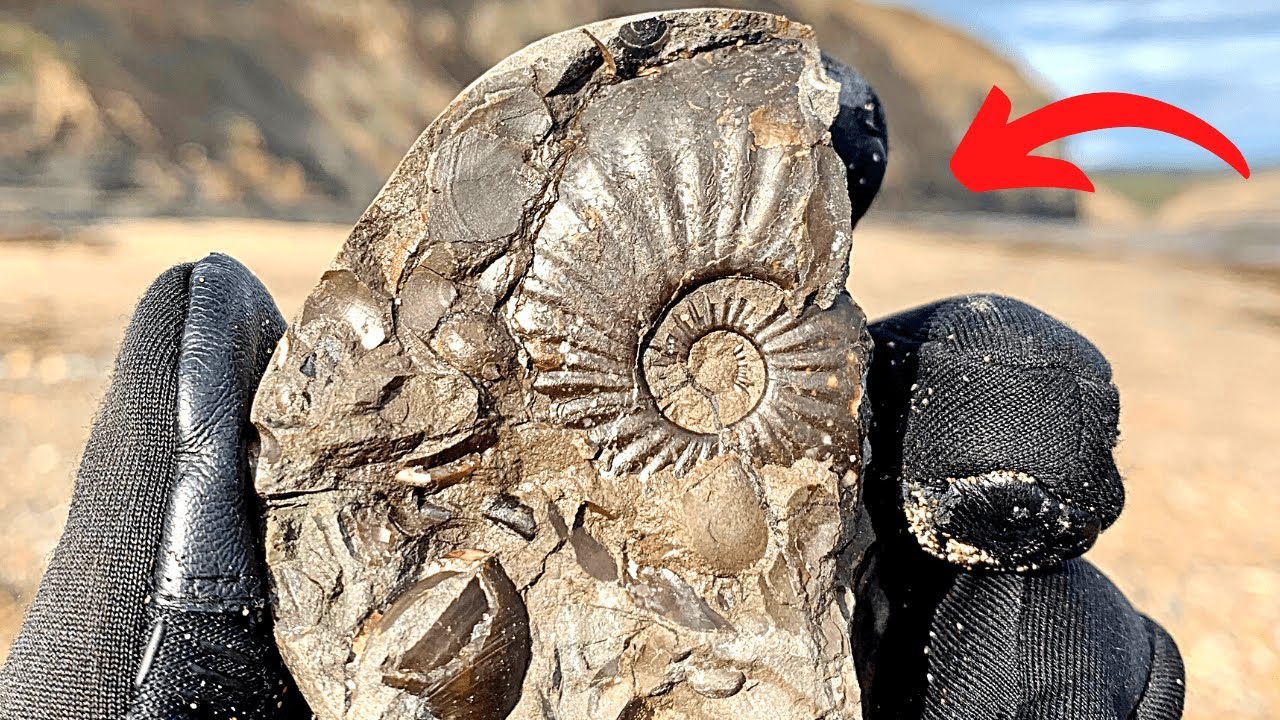 Hunting For RARE FOSSILS - Robin Hood's Bay - YouTube