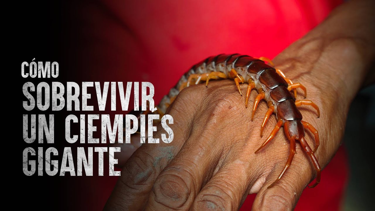 Cómo Sobrevivir al ataque de un ciempiés gigante - YouTube