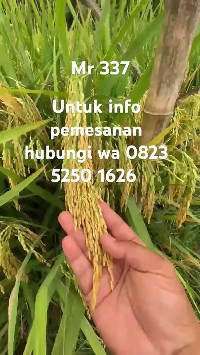 Padi mr terbaru mr 337 - YouTube