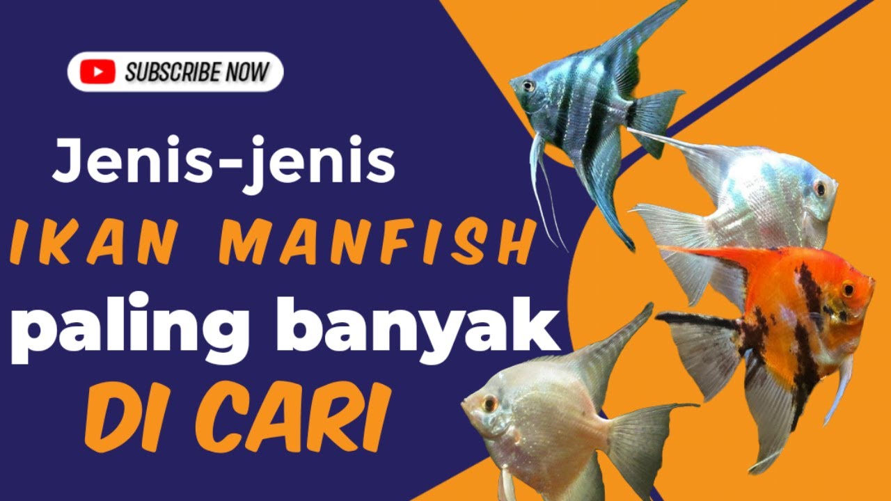 Manfish Blue Pinoy Worldwide Ship | www.oceanproperty.co.th
