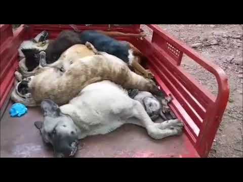 Hayvanseverleri ayağa kaldırtan görüntü!