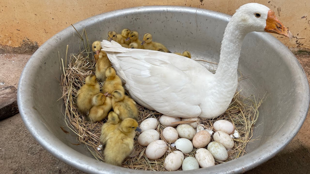 Amazing Pekin 20 Duckling Hatching FromEggs - Lovely Yellow Baby Ducks ...