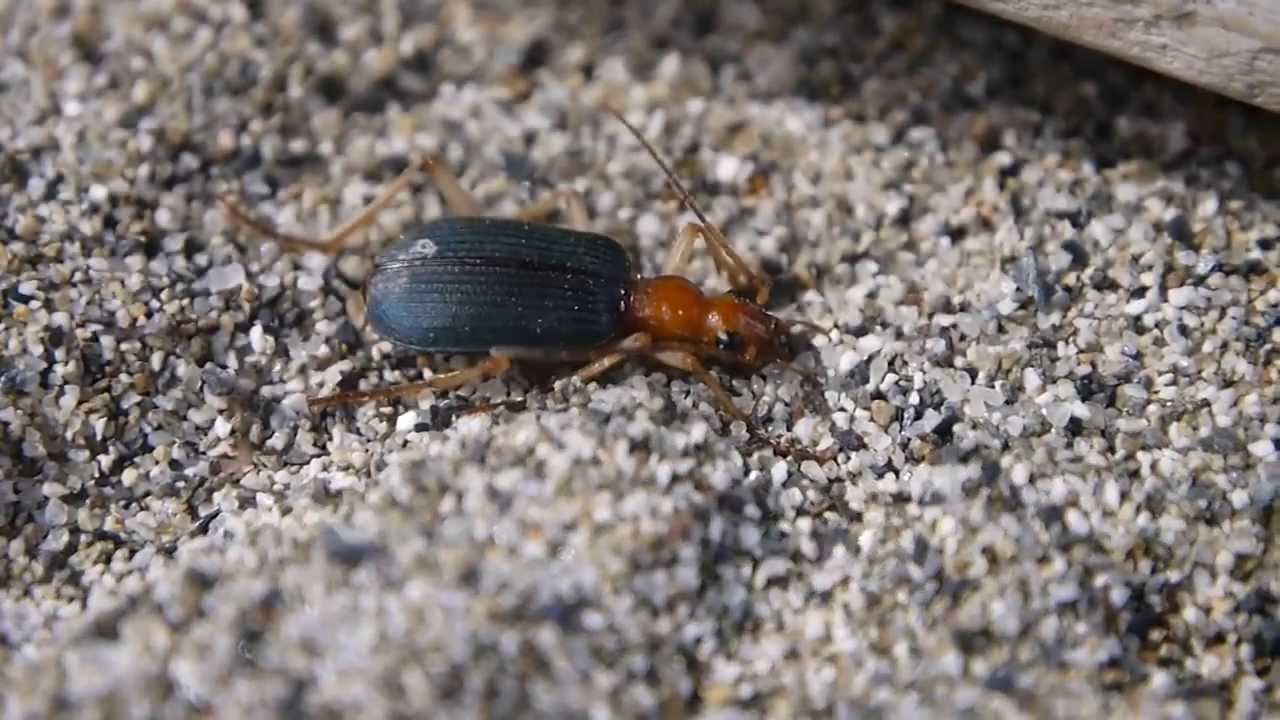 コホソクビゴミムシ Brachinus stenoderus の歩行 - YouTube