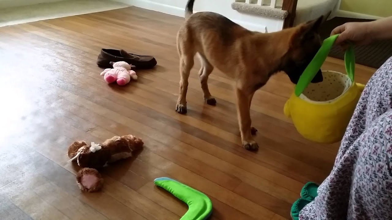 Belgian Malinois Puppy (4 months) celebrates Easter! (pt 8) - YouTube