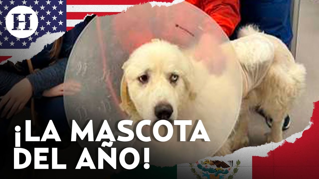 Él es Casper, perrito que enfrentó a 11 coyotes por defender a su ...