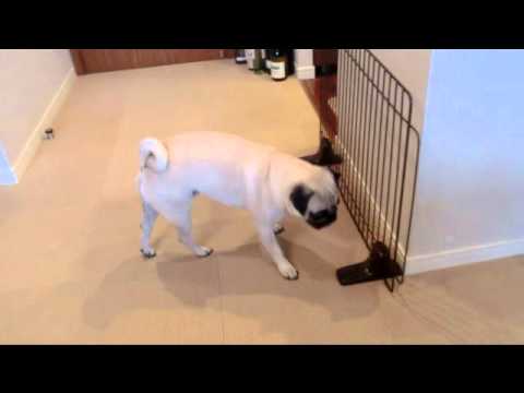 Pug, something wrong with his leg? - YouTube