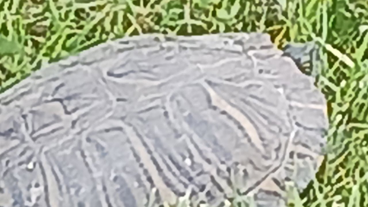 Random Memes From My Folder 3 - YouTube