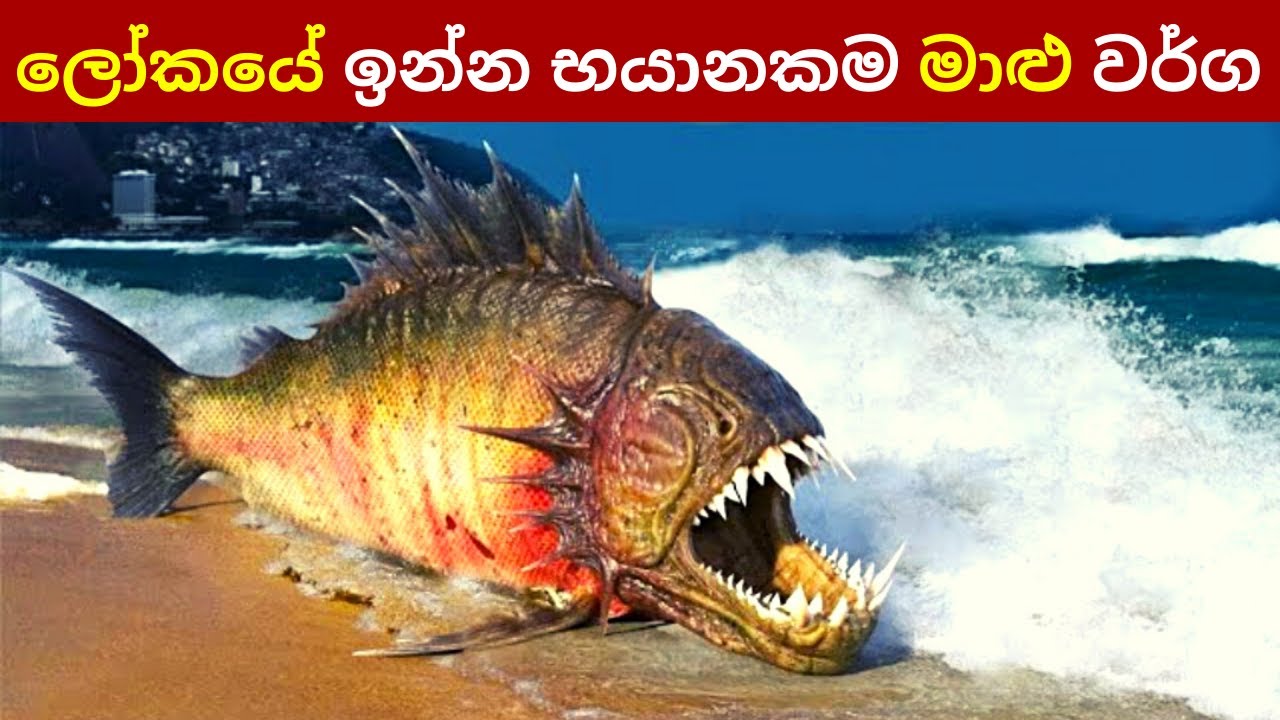 ලෝකයේ ජීවත් වන භයානකම මාළු වර්ග 6ක් මෙන්න | 6 Most Dangerous Fishes ...