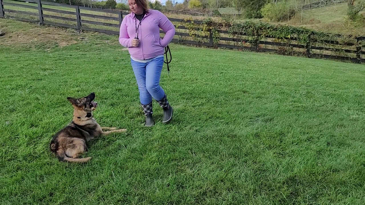 K9 Jinx and K9 Mojo, working off leash, K9 Unleashed - YouTube