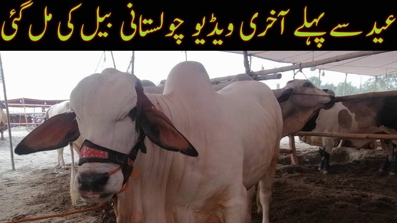 Rare Cholistani Bull breed with Punch Face Beauty- [ CTV Pakistan ...