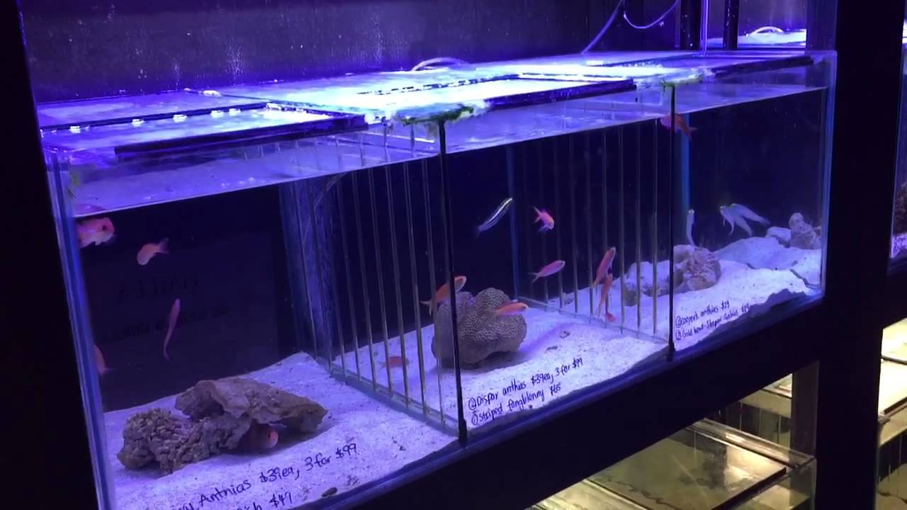 The Secret to keeping Anthias! - YouTube