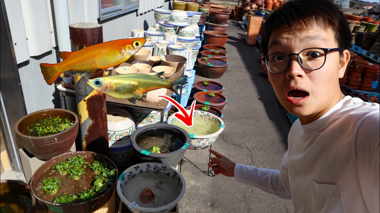 This Place Sells AMAZING RICEFISH! Japanese Medaka Ricefish - YouTube