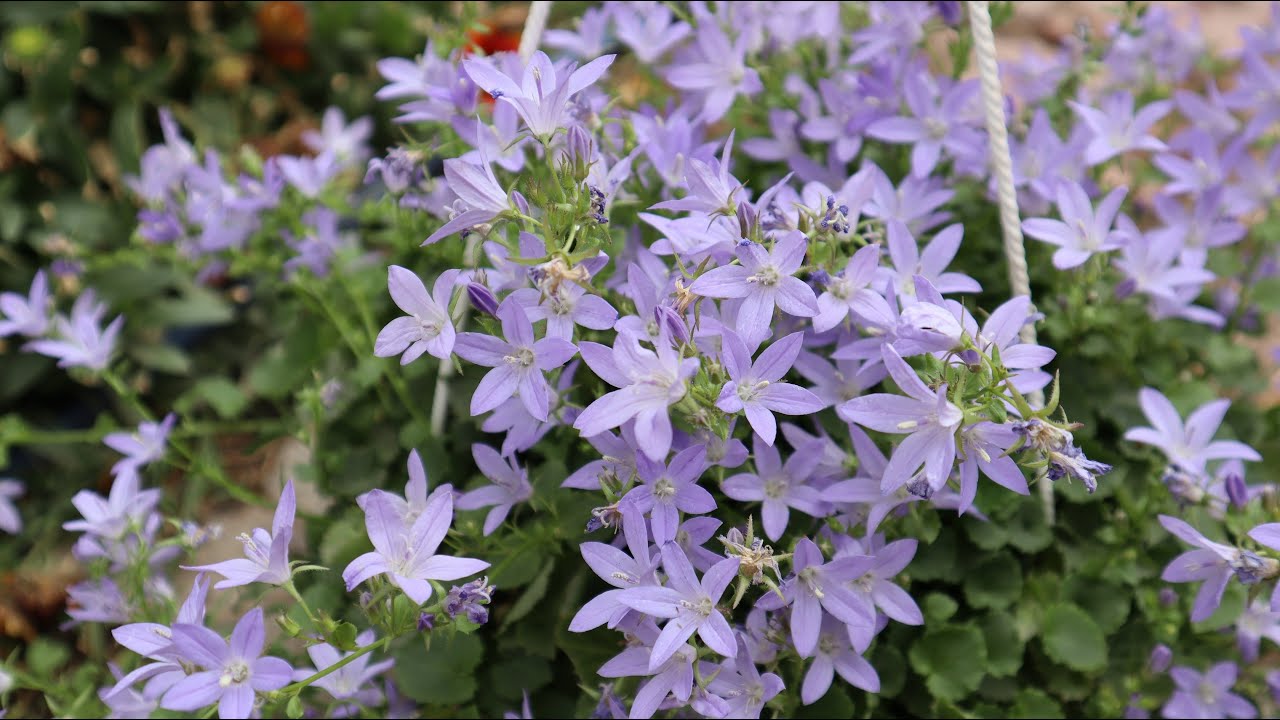 Cómo cuidar de la Campánula rastrera - Campánula poscharskyana ...