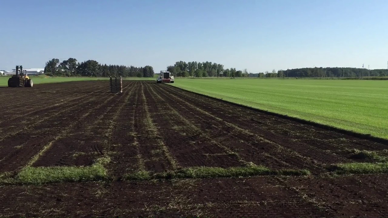 How to harvest a sod field in less than a minute - YouTube
