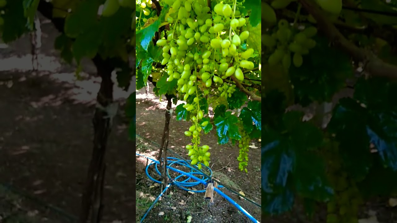 grapes - YouTube