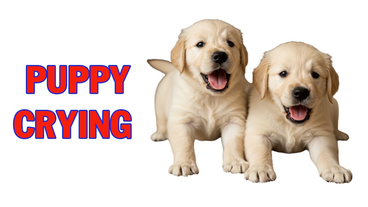 Golden Retriever Puppies Crying Sound - YouTube