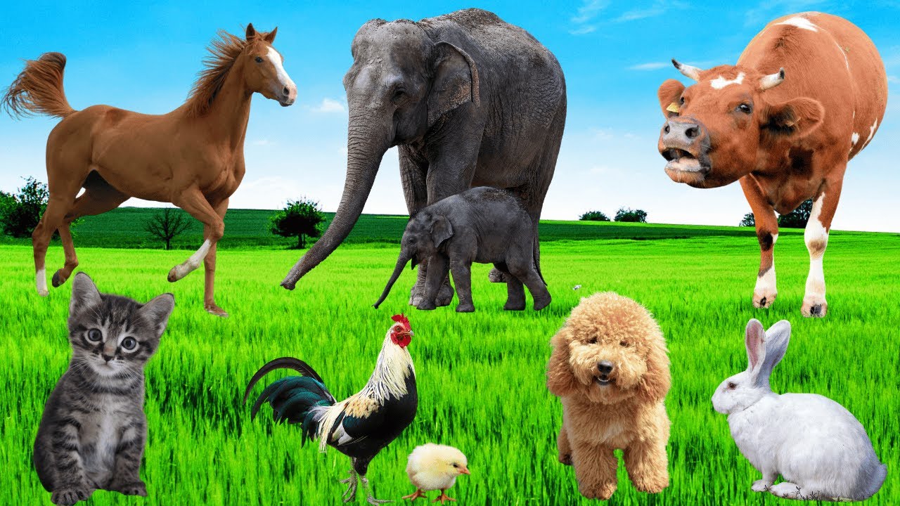 Farm animal sounds: Rabbit, Elephant, Cow, Puppy, Flamingo, Goat ...
