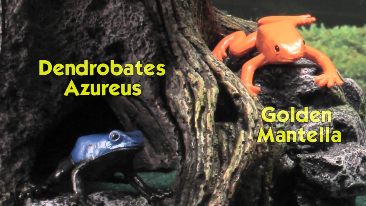 Safari LTD Frogs and Turtles TOOB - YouTube