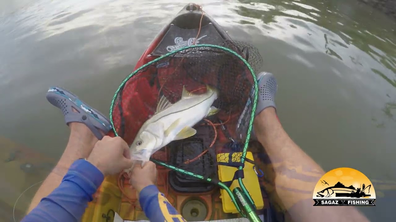 Robalo Flecha - Um dos maiores alvos da pesca esportiva brasileira ...