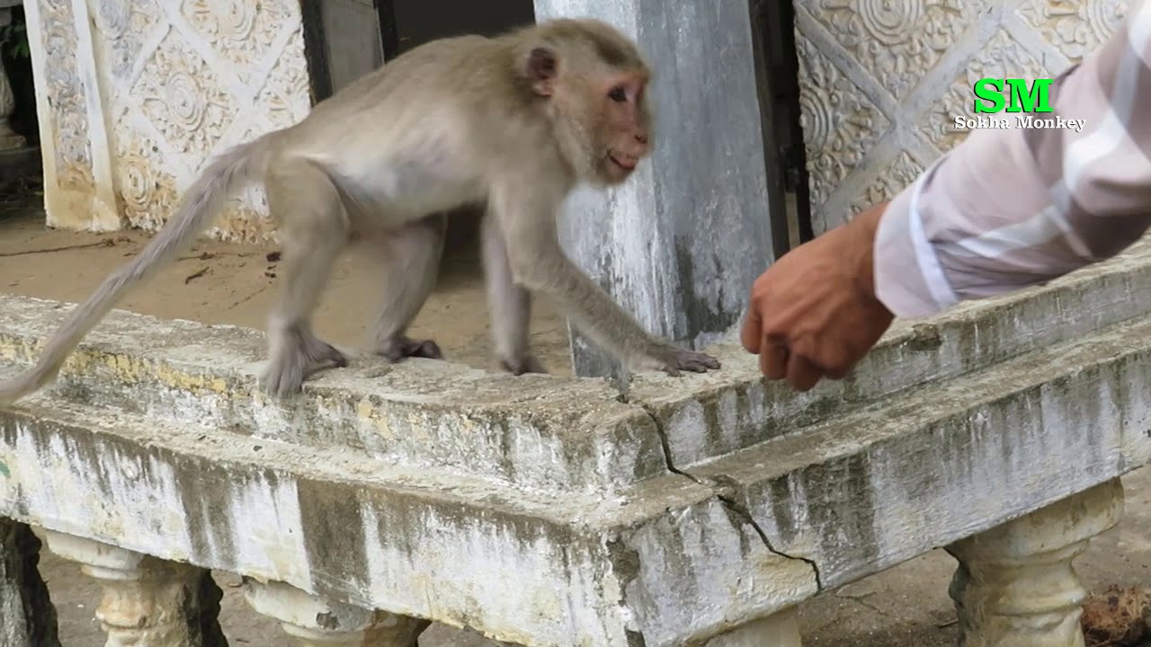 Many monkeys eat food is competition - YouTube
