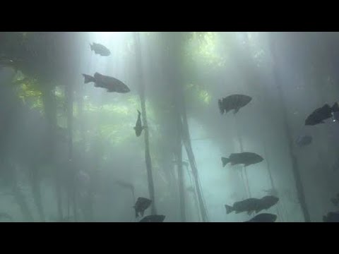 Miracle Musical – labyrinth (speed) 🩻 - YouTube