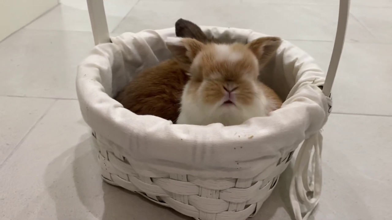 Adorable Baby Bunny update 4 week old Holland Lops floppy ears - YouTube