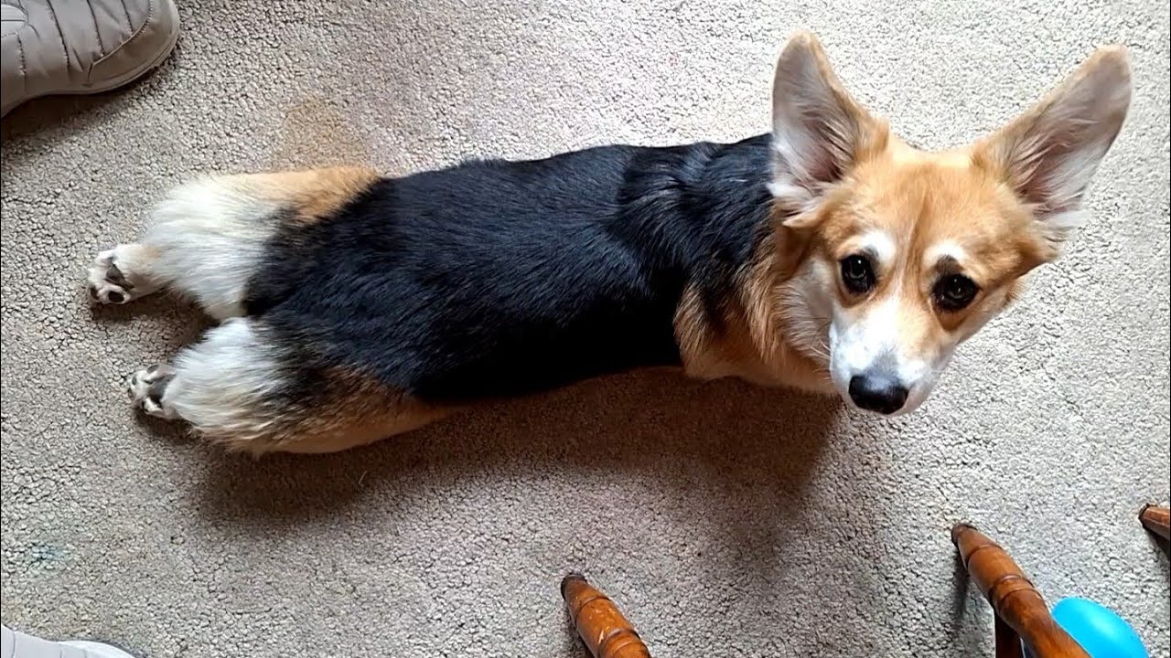 Cute Corgi training that works for any dog! Seriously! - YouTube