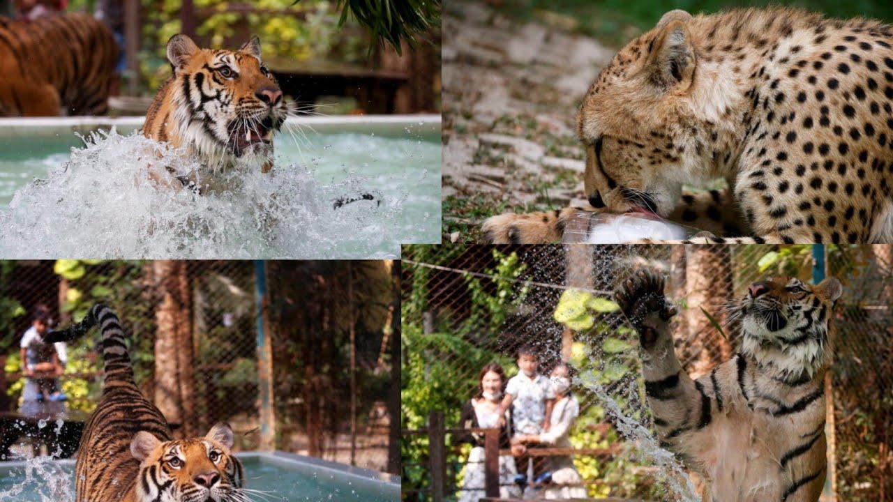 #Tigers Enjoy Frozen Chicken Popsicles& Splash In a pool At A Thai Zoo ...