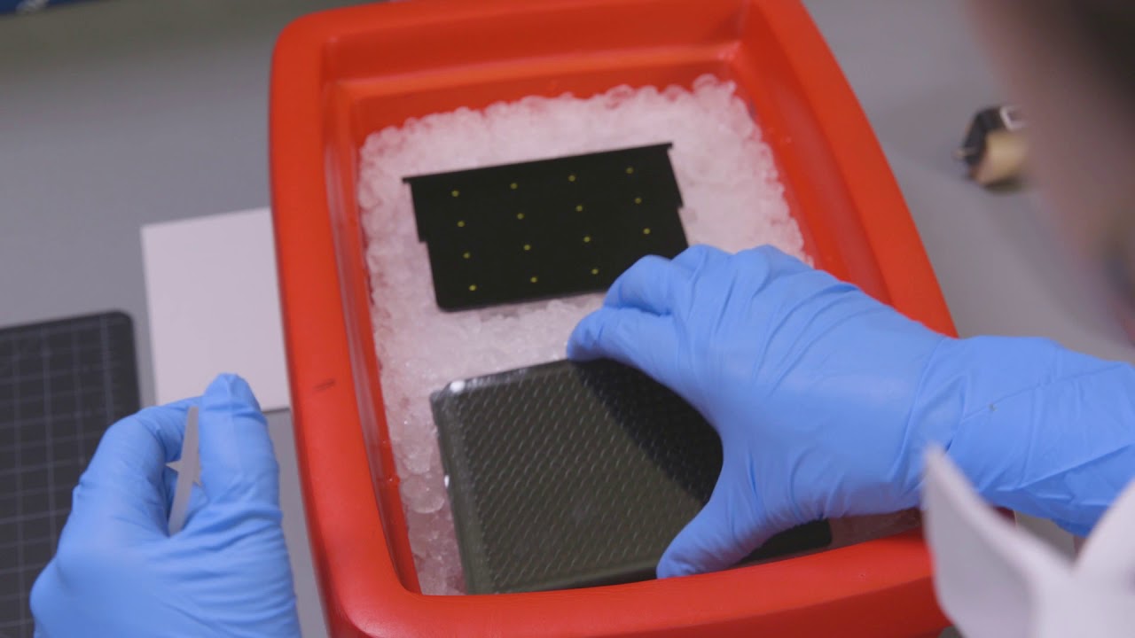 Performing Paper-Based Cell-free Reactions - Cell 165/5 - YouTube