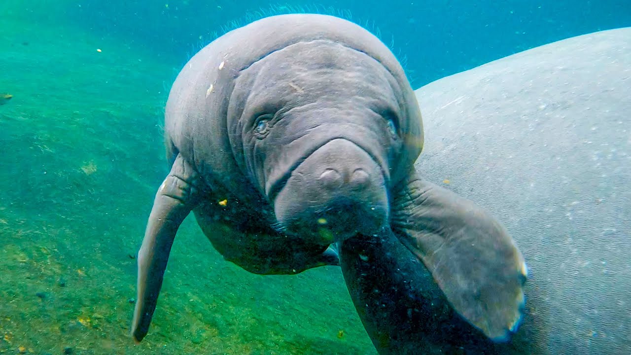 🎀 Geslacht jonge zeekoe bekend! 🎀 - YouTube