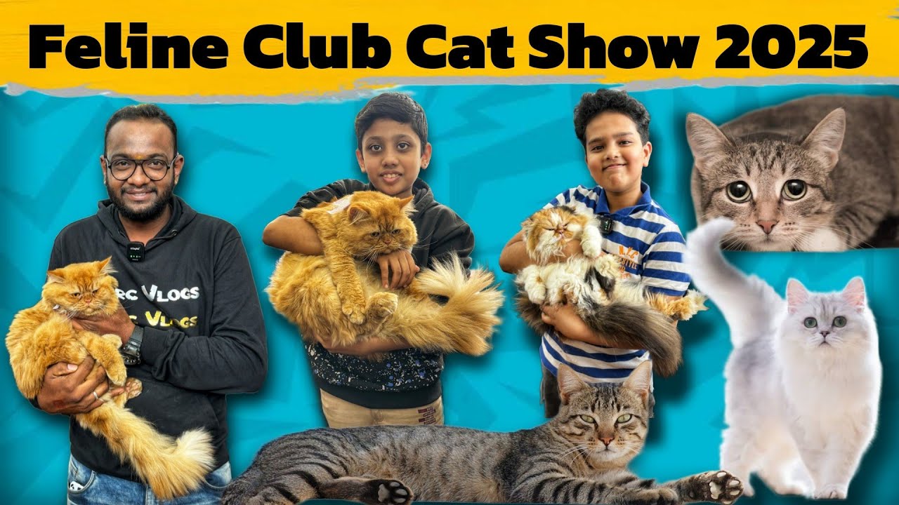 Cat Show Bangalore 2025 | Feline Club of India | 300+ Cat Breeds ...
