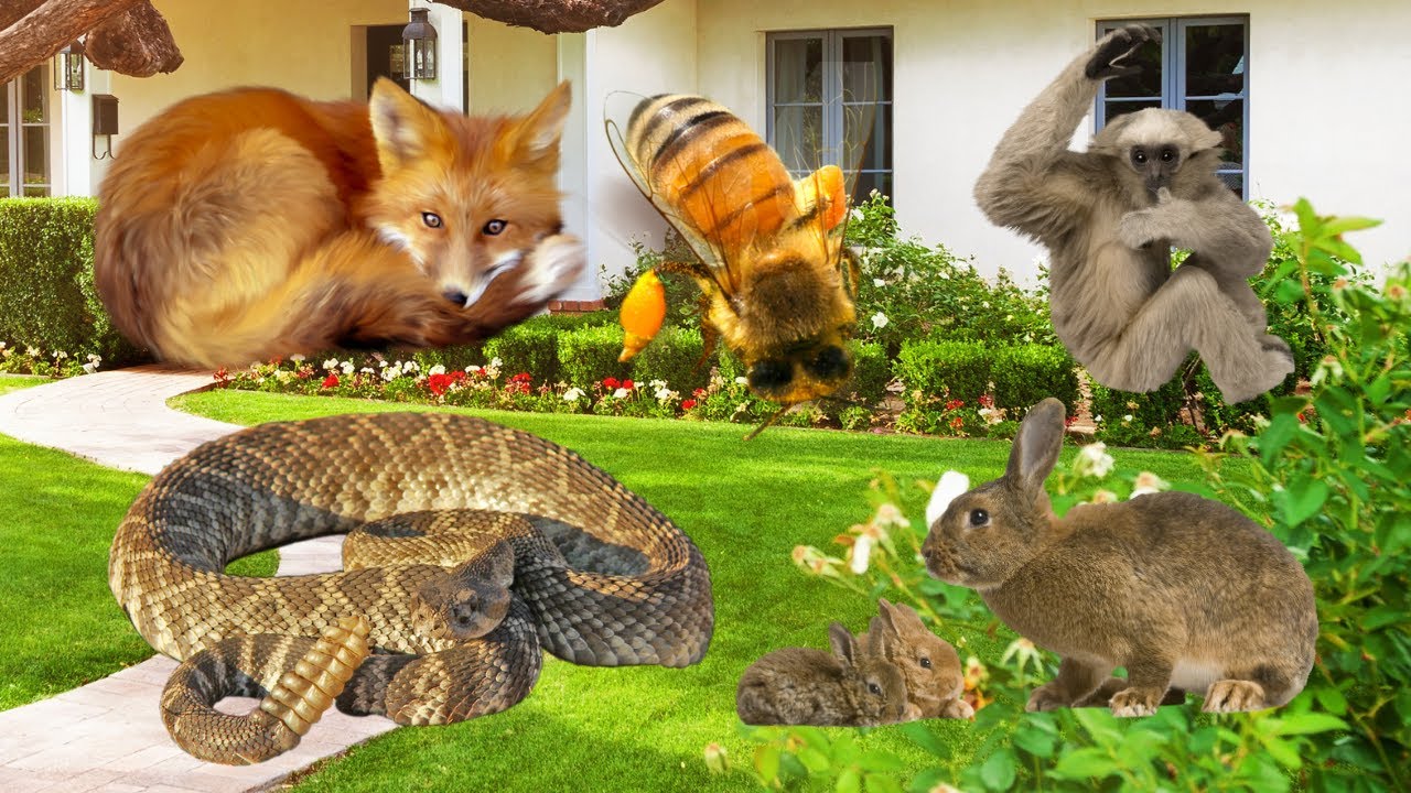 Exploring the Forest with Rabbit, Snake, Bee, Fox, and Monkey - YouTube