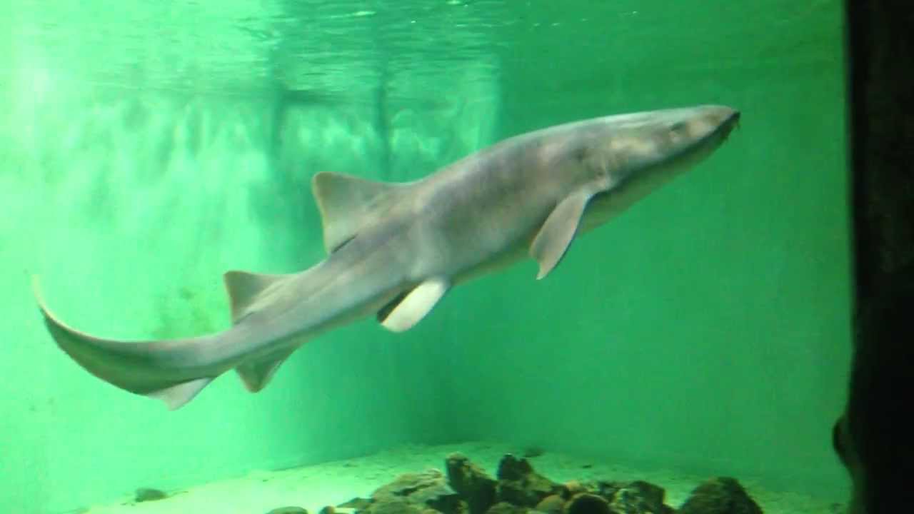 sh....sh....sh.... shark - YouTube