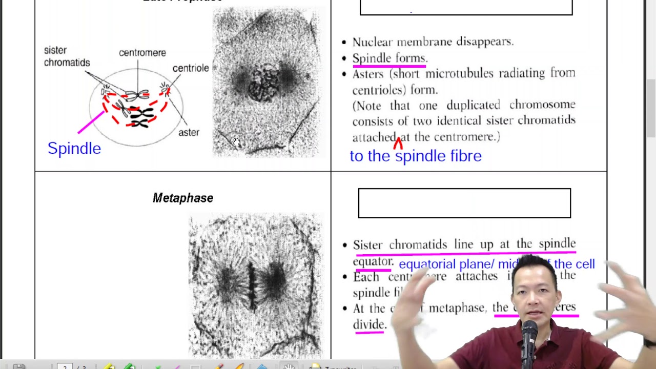 Form 4 Bio Chpater 6 Mitosis PMAT New - YouTube