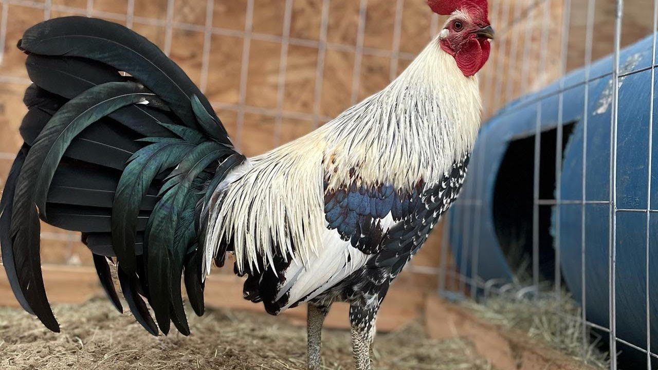 Beautiful Birds Kelso Grey Sweater Roundhead Hatch MOJAVE FARM ...