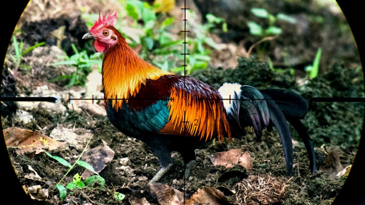 BERBURU AYAM HUTAN!!! Kebun merica jadi sarang ayam hutan mencari makan ...