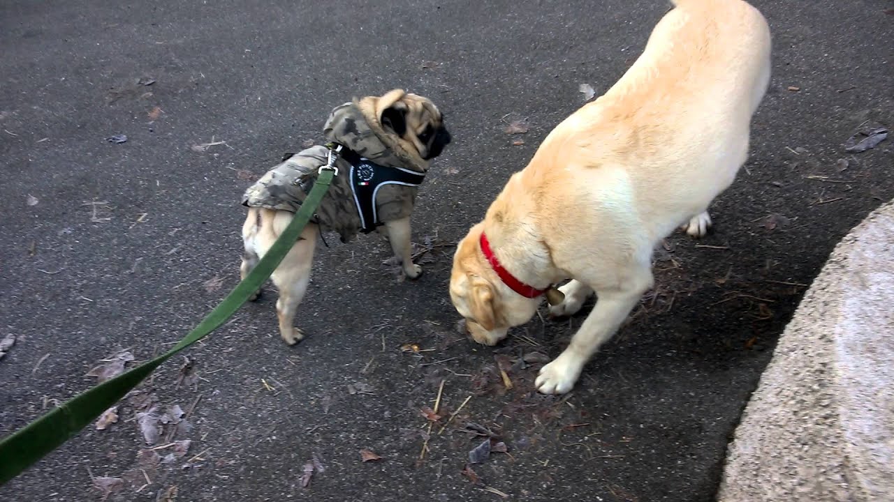 Pug & Friend - YouTube