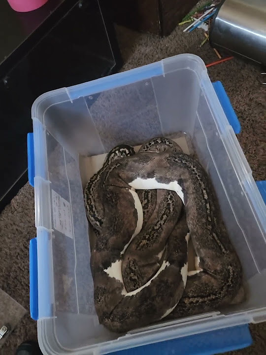 pied Reticulated python - YouTube