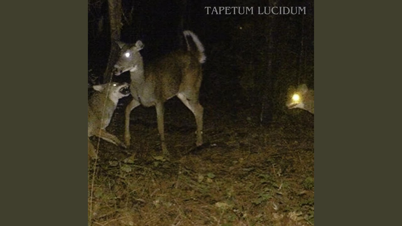 Tapetum Lucidum - YouTube