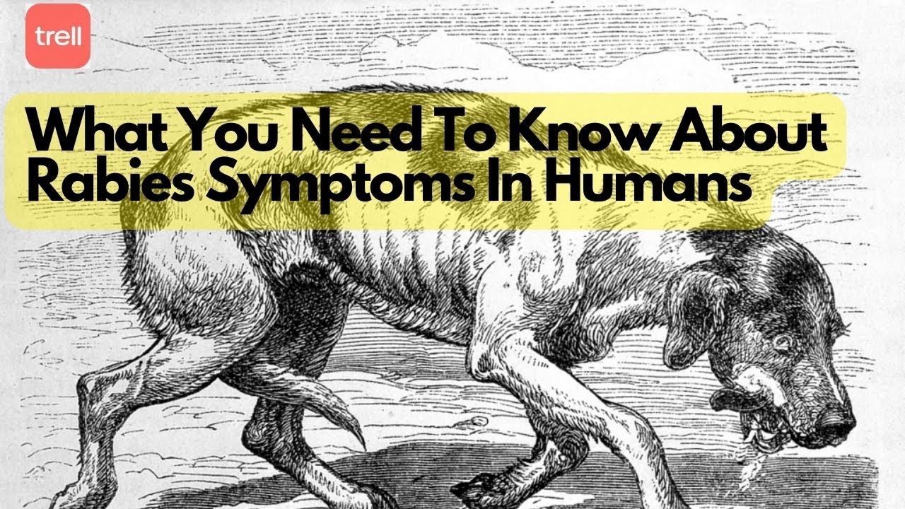 What You Need To Know About Rabies Symptoms In Humans #rabies #youtube ...