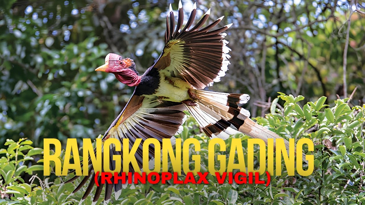 Mengenal Rangkong Gading Burung Ikonik Kalimantan Barat yang Terancam ...