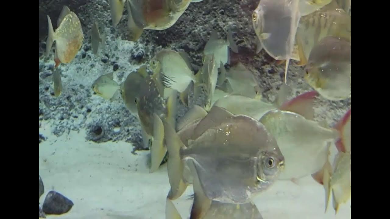 Relaxing Soundscapes for Sleep and Stress Relief: Calm Your Mind and ...