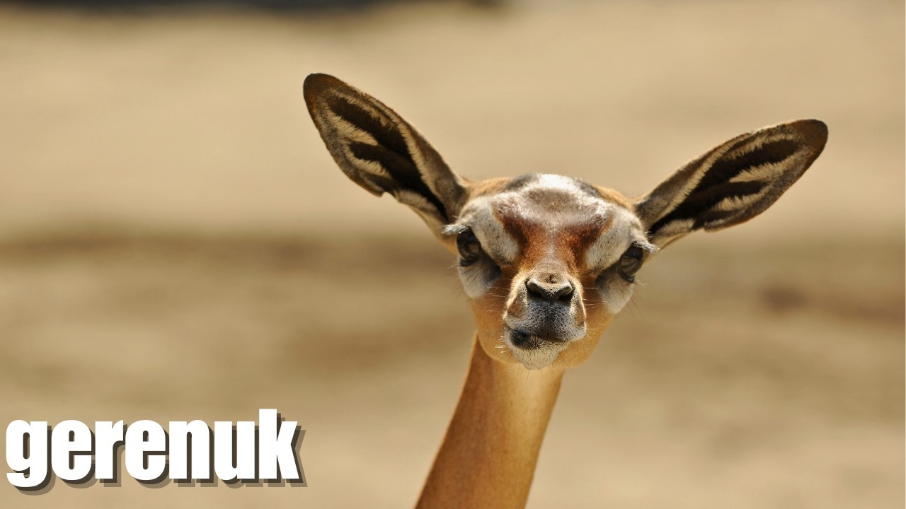 Gerenuk Antelope: The Weirdest Animal With Different Style Of Eating ...